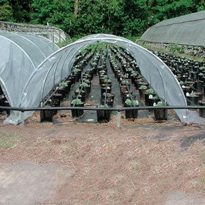 Building Garden Row Covers