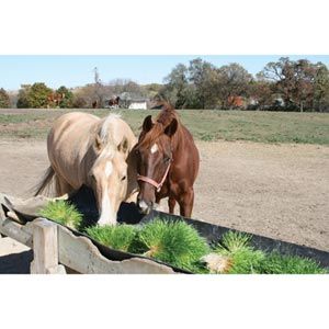 horse fodder system