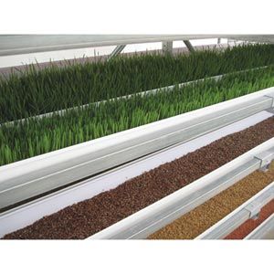 hydroponic feed