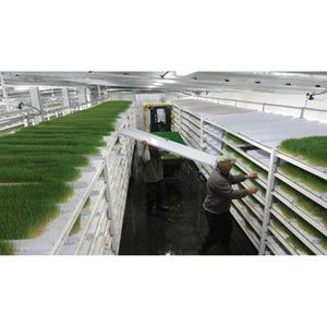 Large Scale Fodder Systems Ultimate Guide To Hydroponic Fodder Growth
