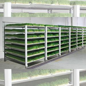 fodder growing systems